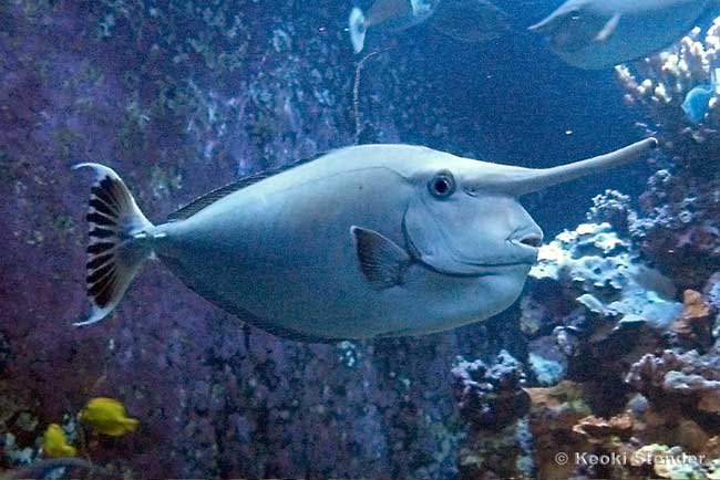 D' Ocean Aquarium: Ikan Botana / Tang / Surgeonfish