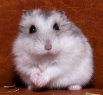 Hamsterul.Ingrijire.Detalii: Achizitionare. Pregatirea custii