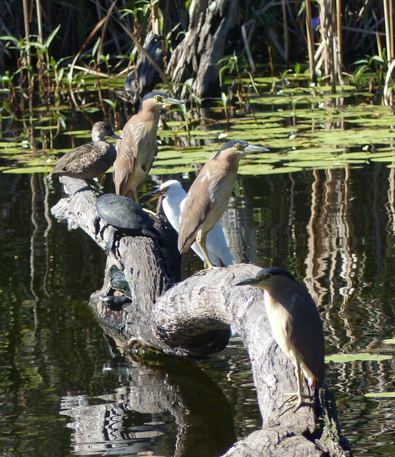 A Field Notebook: Nankeen night-herons and the ubiquitous swamphens