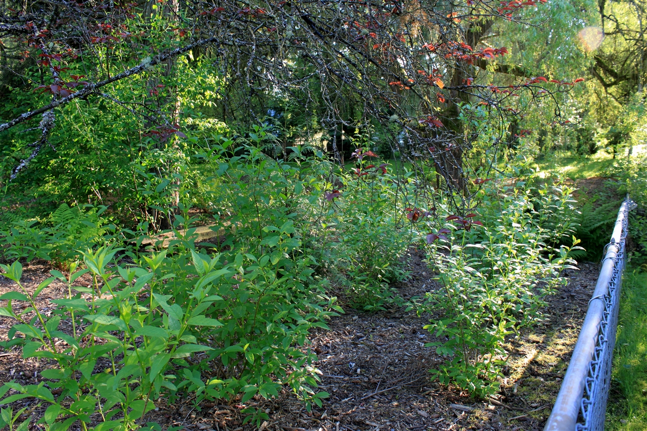 Little Swamp Creek: Streamside planting update