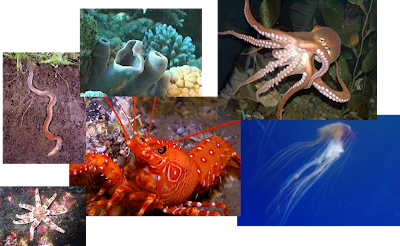 CIENCIAS NATURALES: ANIMALES INVERTEBRADOS