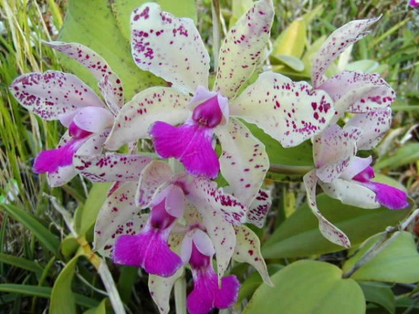 Cattleya (Blade Flower – The Queen of Orchids) | World Of Flowers