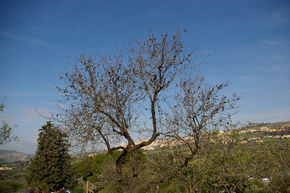 Kolmenimemees: Mandliõielõhnane ja apelsinimaitseline Sitsiilia 6 ...