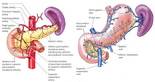 MEDICAL IMAGES: Arterial supply and venous drainage of the pancreas and ...