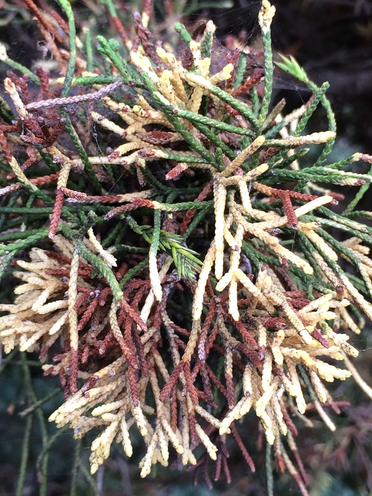 Trees of Santa Cruz County: Juniperus chinensis 'Kaizuka Variegata ...