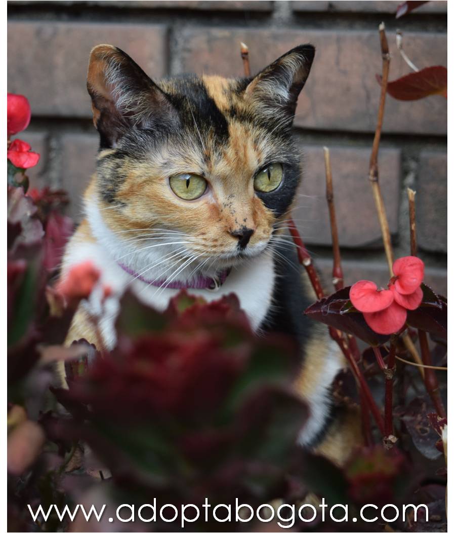 Adopta Bogotá: La leyenda de las gatas cálico