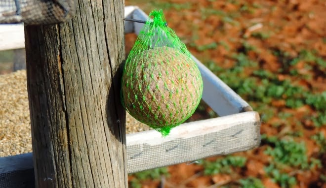 AgroVicenç - Berga: BOLES DE GREIX PER OCELLS