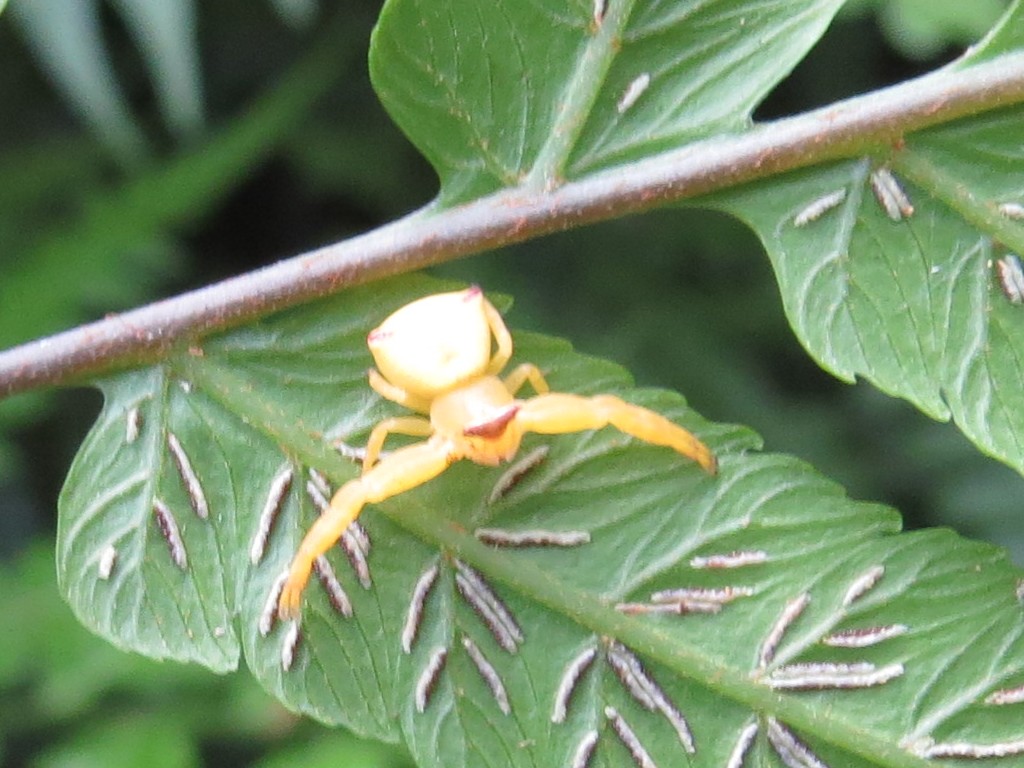 Kite的蜘蛛筆記: 【蟹蛛科】Thomisus labefactus 三角蟹蛛/三角蜘蛛/角紅蟹蛛 #31