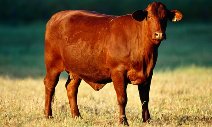 The Red Heifer