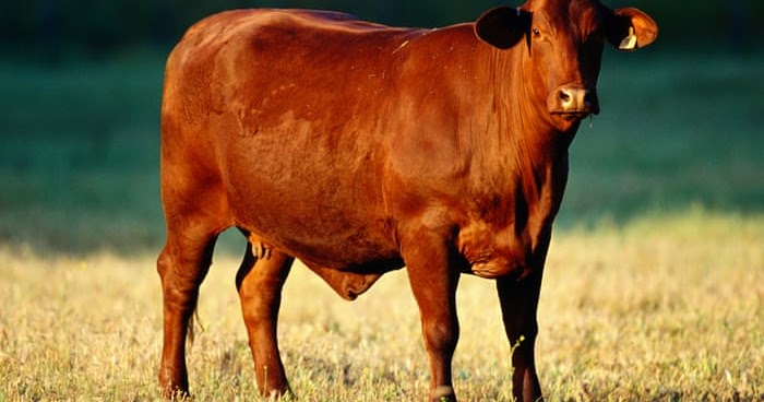 The Red Heifer