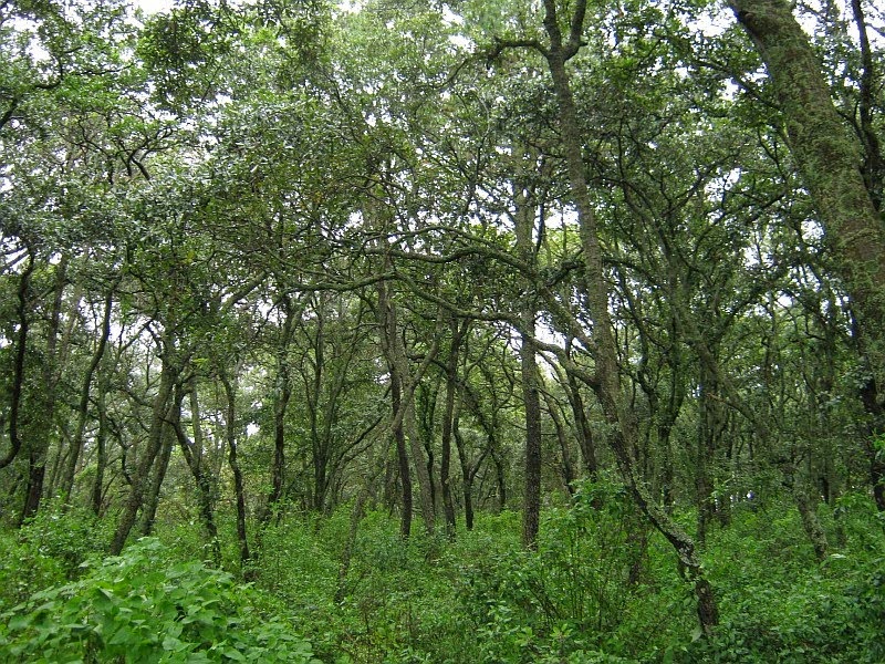 Laprecipitación media anual varía de 350 mm a mas de 2,00mm, la ...