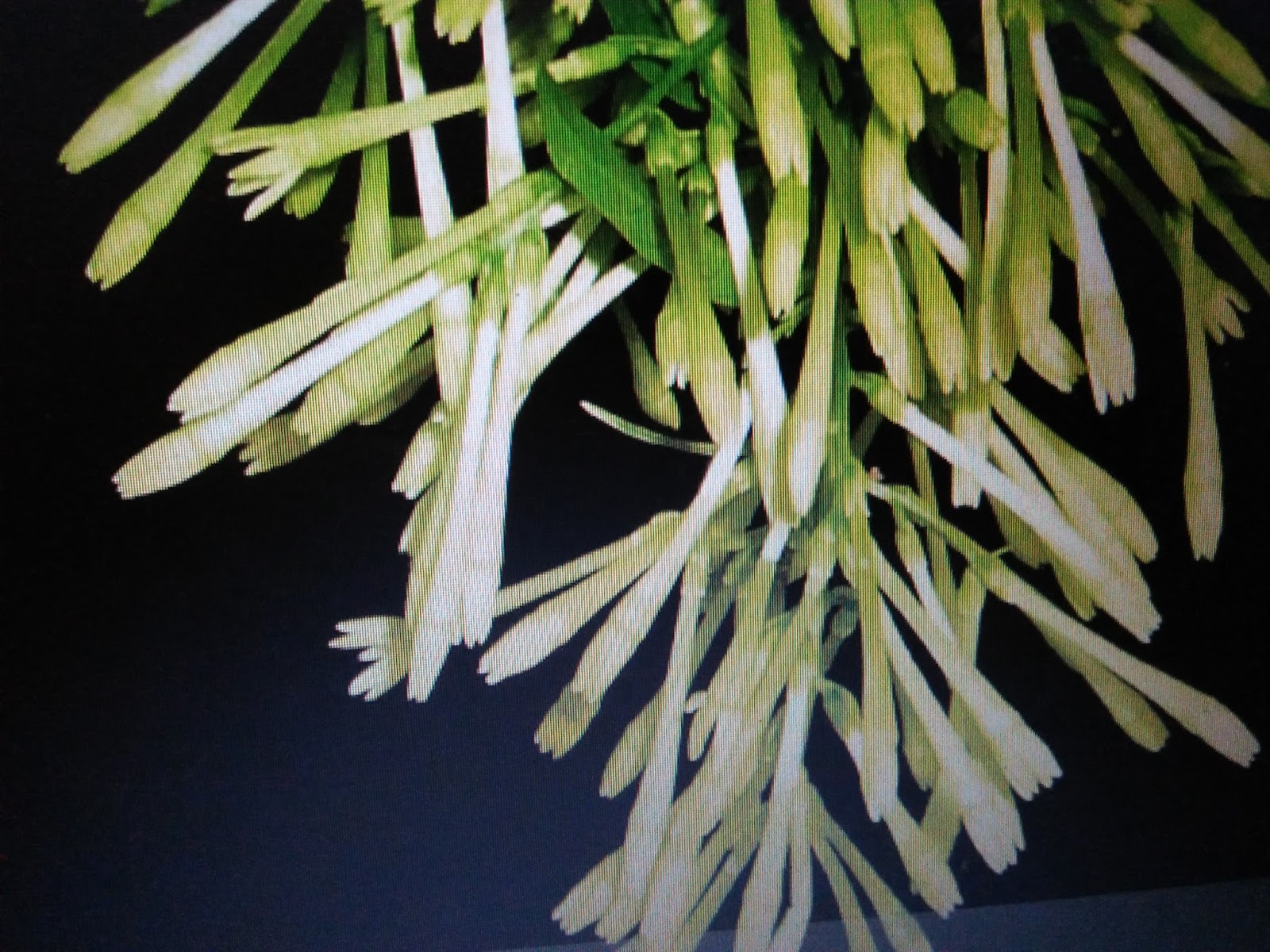 Fuziah Sulaiman blog: Jom kenali Flora BUNGA SANTALIA di Laman WOMA ...