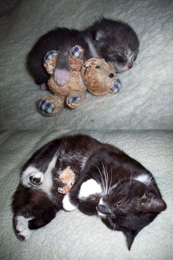 Cats, Then and Now (24 pics) | Amazing Creatures