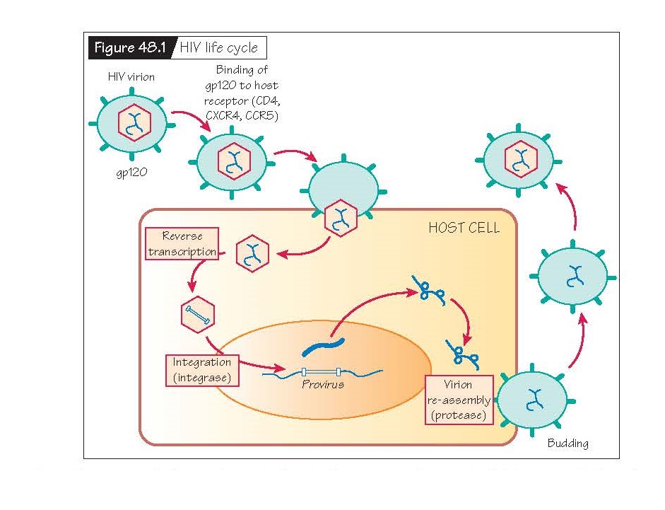 The Special Cases Of Syphilis And Human Immunodeficiency Virus ...