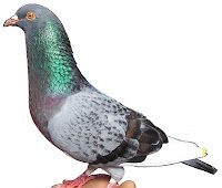 Merawat dan Melatih Merpati Balap | Arena Burung