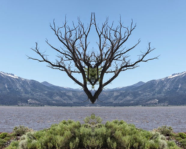 sjl photography: Tree Reflections Tracey Griffin Mirroring in nature to ...