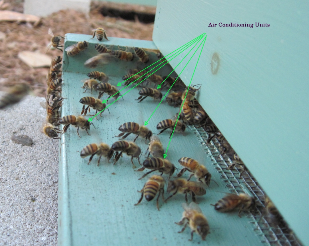 Bees by the Sea: Bee Air Conditioning