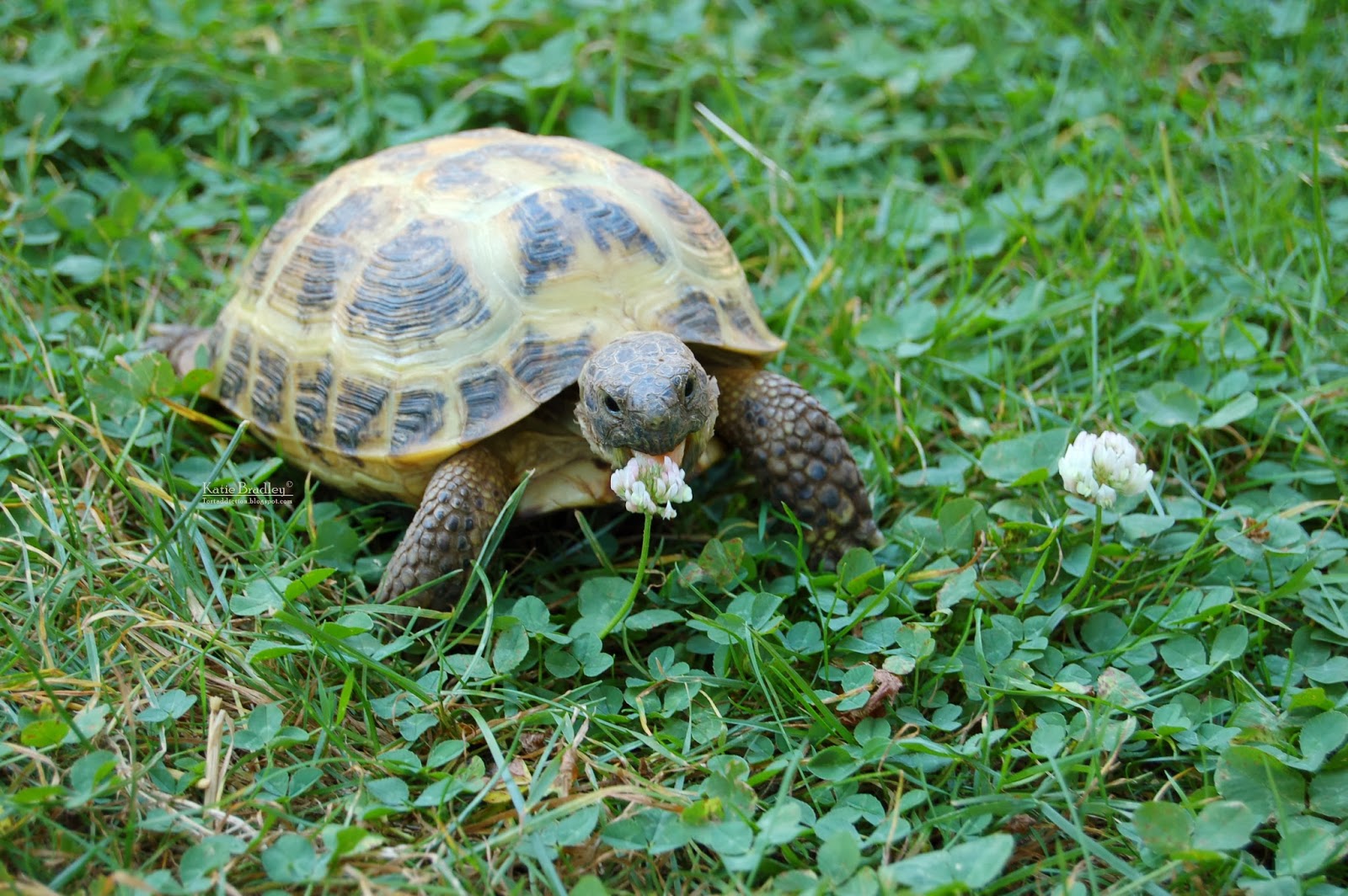 Tortaddiction: Comparison of healthy vs overgrown tortoise beaks