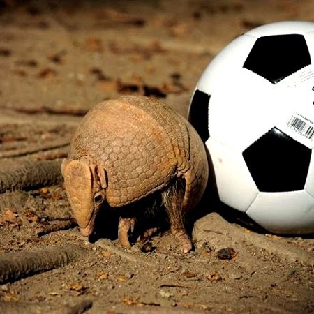 Fanal Cubano: Fuleco, la mascota del Mundial Brasil-2014, lanza un SOS ...
