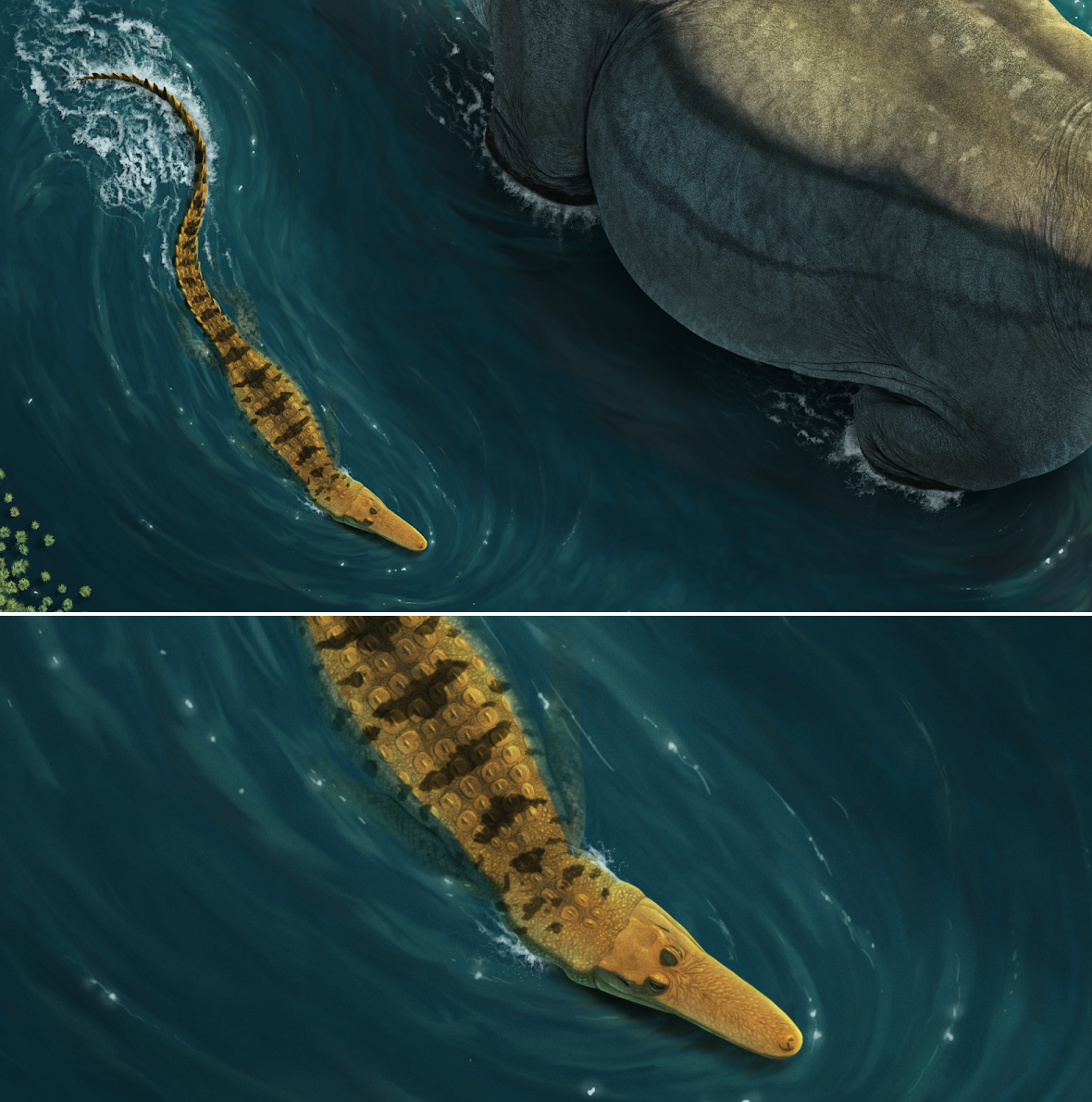 Species New to Science: [Paleontology • 2019] Isisfordia molnari • A ...