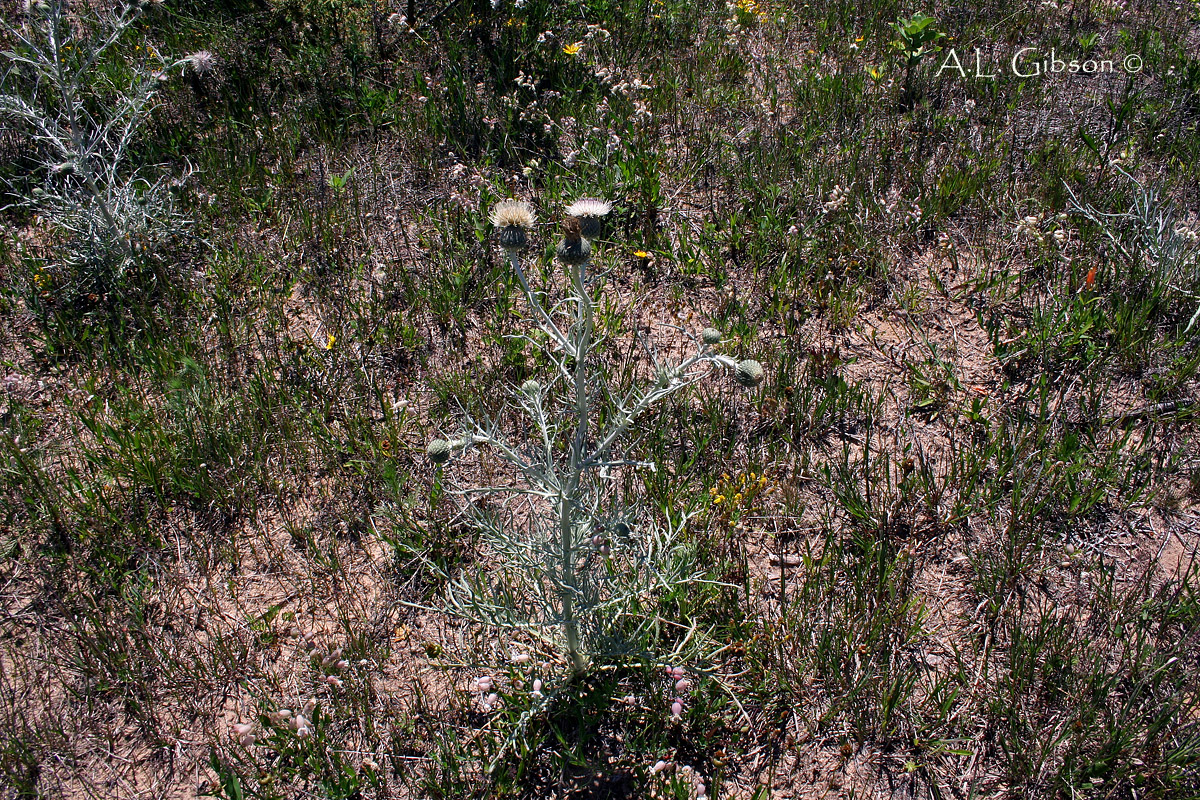 The Buckeye Botanist: A Rare Thistle in the Sand