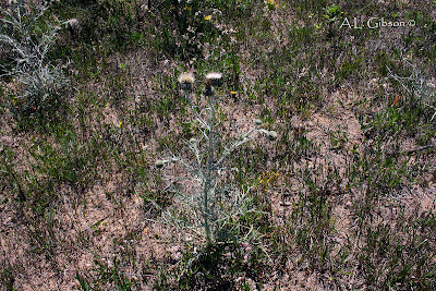 The Buckeye Botanist: A Rare Thistle in the Sand