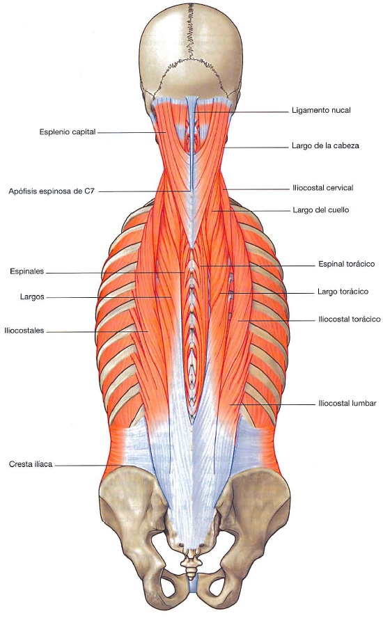 Miología Columna - Kinesiología para Estudiantes