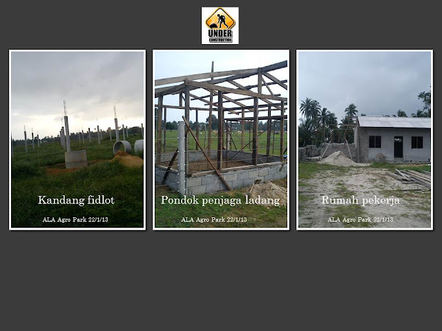 Ladang Ternak Lembu: Lembu Fidlot