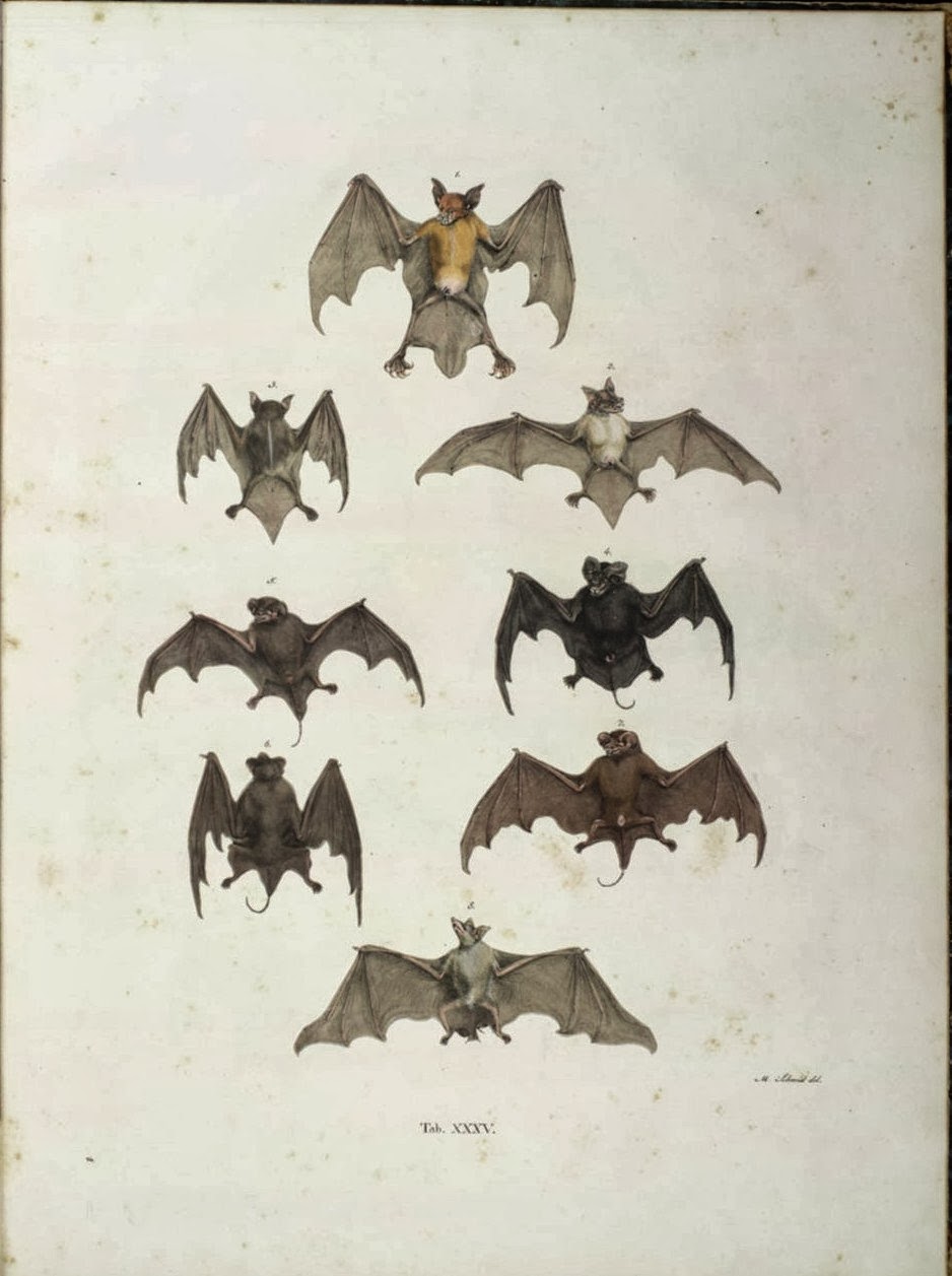 Antique Bat Illustration Prints!
