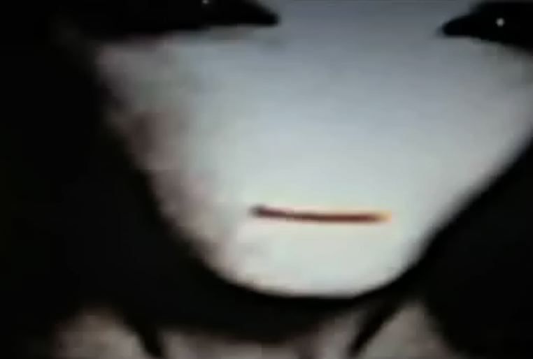 Stan Romanek - Alien Contact - Photos - Videos ~ The Crypto Crew