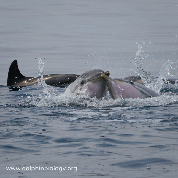 Dolphin Biology and Conservation: Striped dolphins socializing