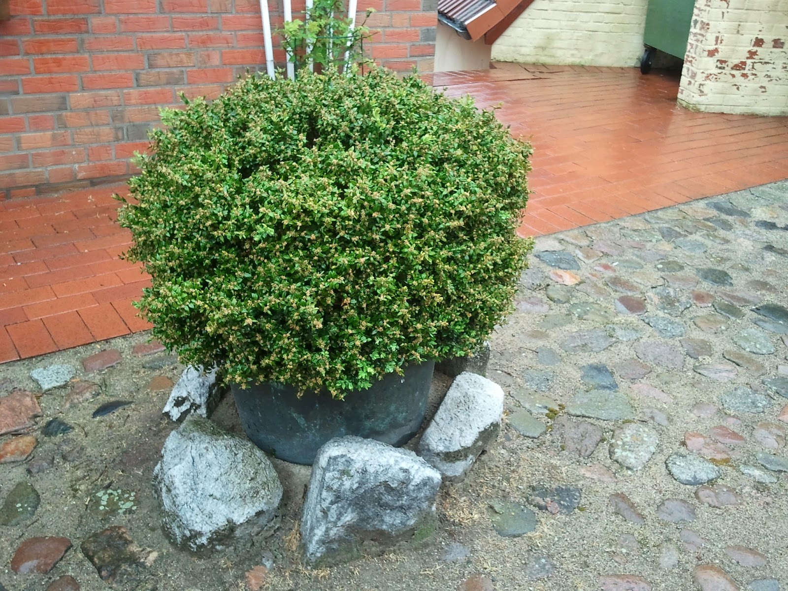 Free Textures and images: Bush Texture