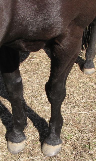 journey to better hooves: pigeon-toed - base narrow