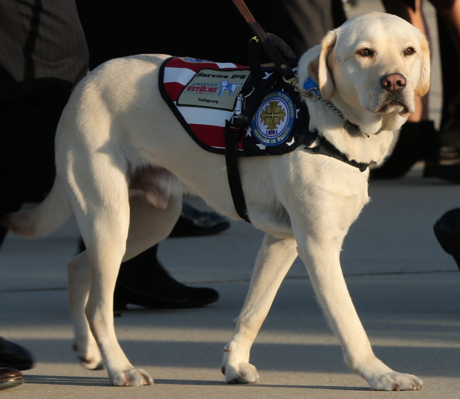Welcome to Luxury Travel Docs!: Adopt a Government or Service Dog Who ...