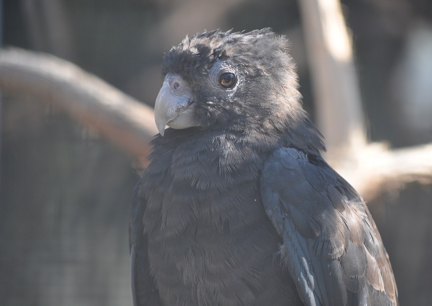 ZOOTOGRAFIANDO (6.100 ANIMALS): LORO NEGRO / BLACK PARROT (Coracopsis ...