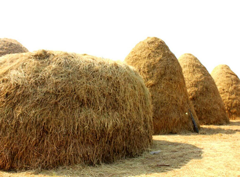 Chiêm bao thấy đống rơm nên đánh con gì? ~ Xổ Số Tiền Giang