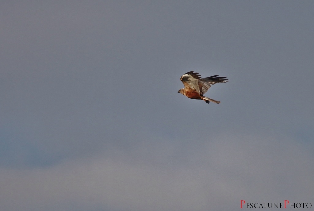 Pescalune Photo: Busard des roseaux (Circus aeruginosus), Western Marsh ...