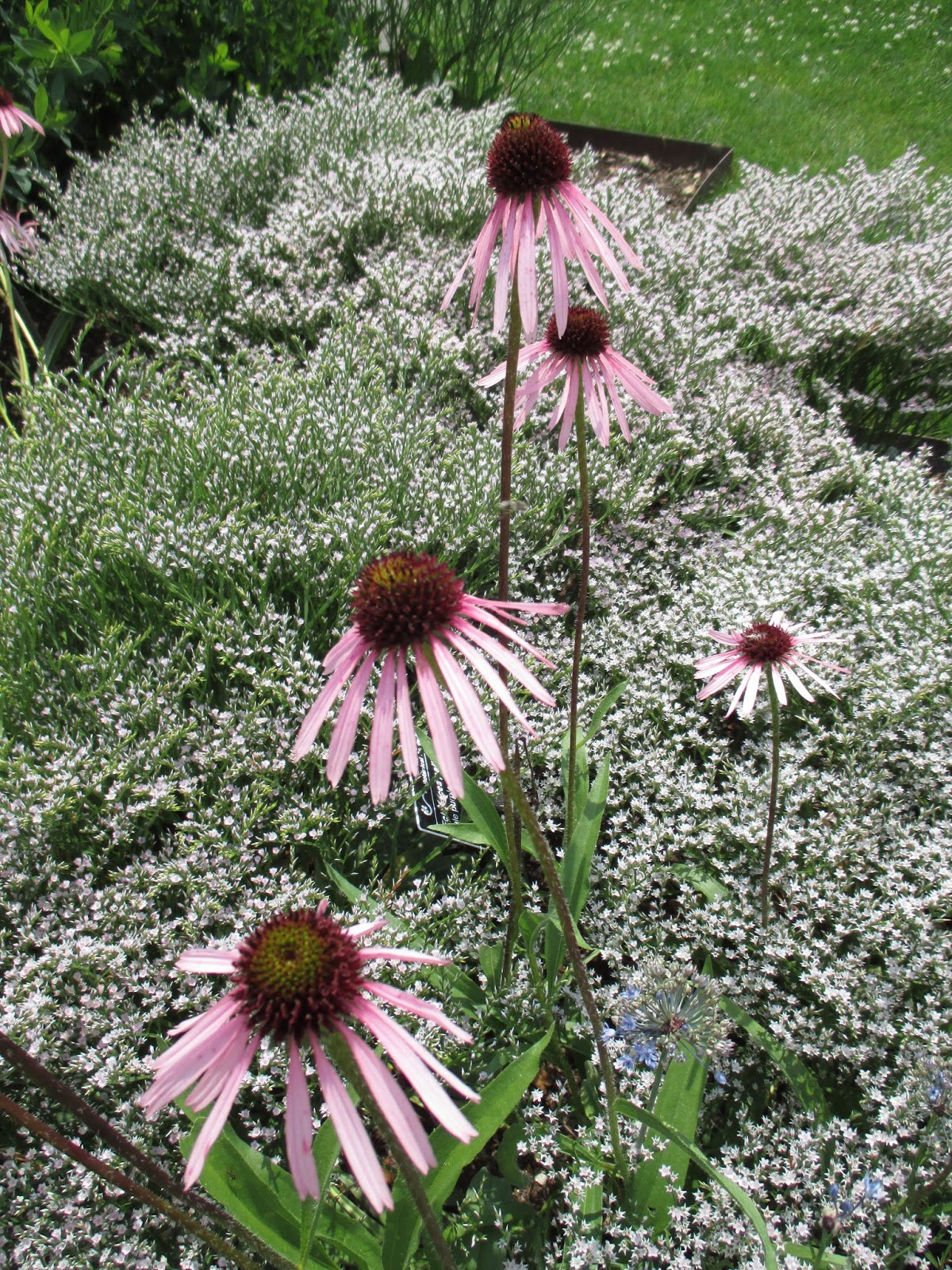 Rotary Botanical Gardens - Hort Blog: Finishing Touches