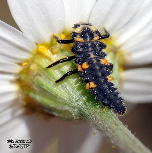 Biodiversidad Costa Granadina y ... (Fauna): Mariquita Adonis ...