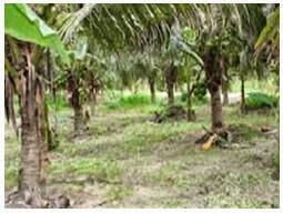 PEJABAT PENGHULU MUKIM RAMBAI: Sumber Ekonomi