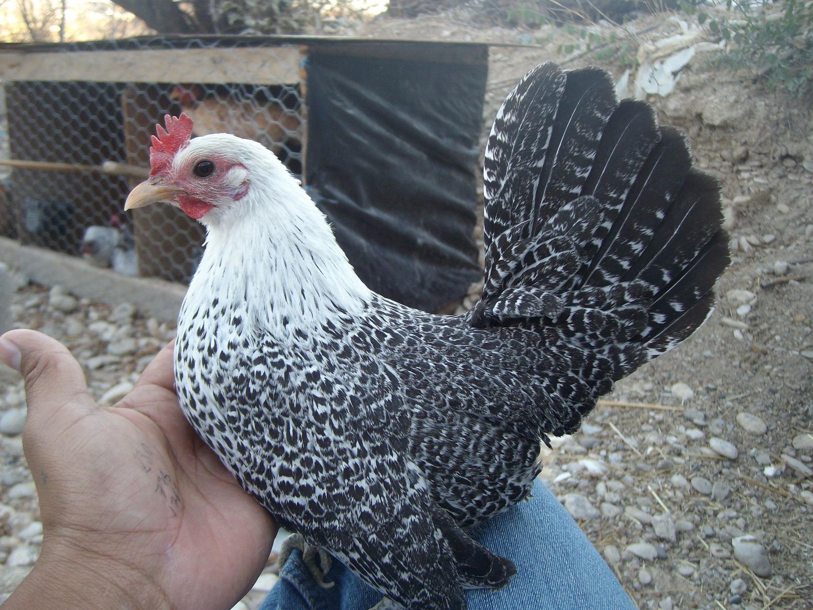 Gallos Miniatura HG: diciembre 2011