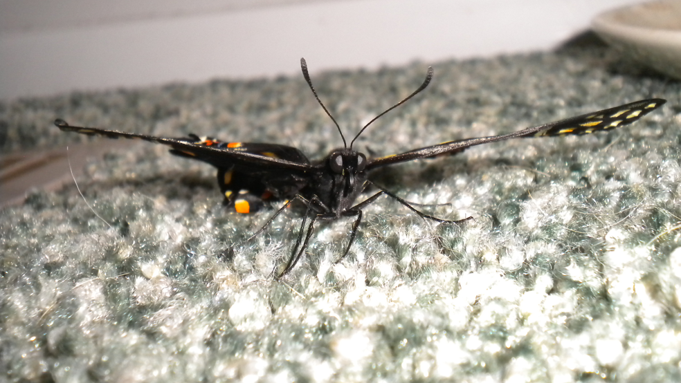Beech Creek Butterfly Blog