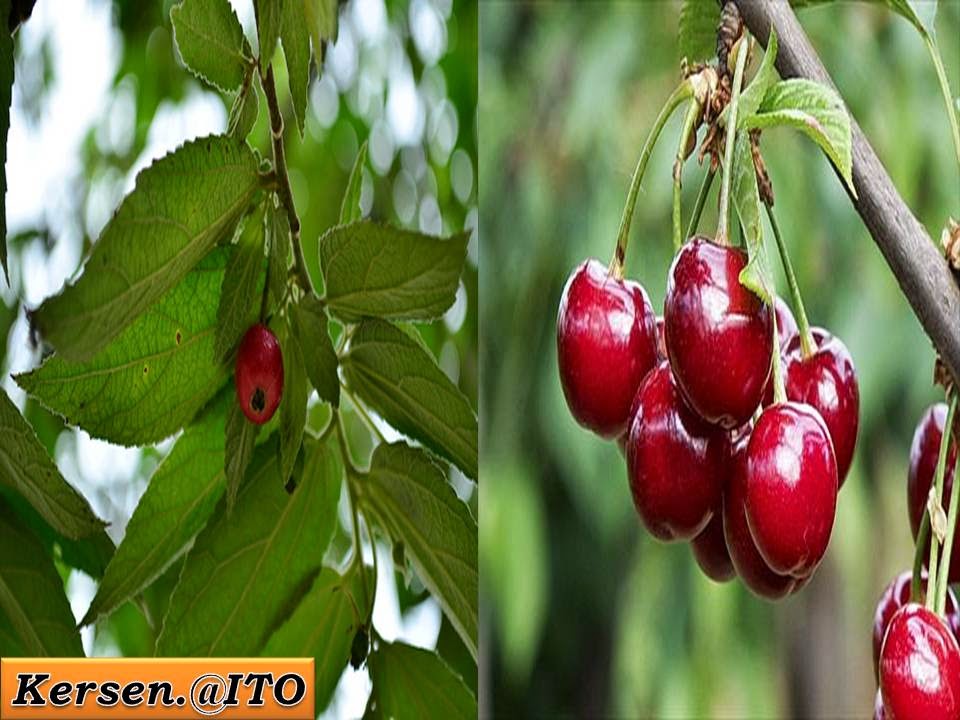 INFO TANAMAN OBAT: KERSEN, TUMBUHAN LIAR BERKHASIAT OBAT