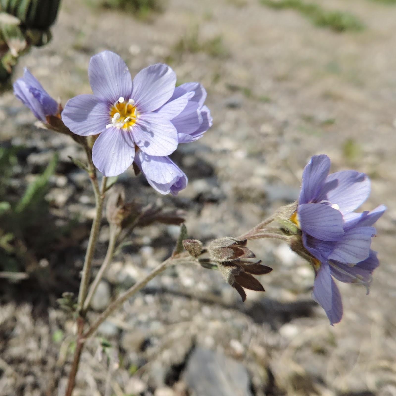 Eden By The Bay: Wildflowers on the Alaska Highway