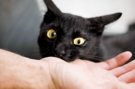 Stop Your Cat From Biting Good Information Neat Pets Dogs Cats stop-your-cat-from-biting-good-information-neat-pets-dogs-cats