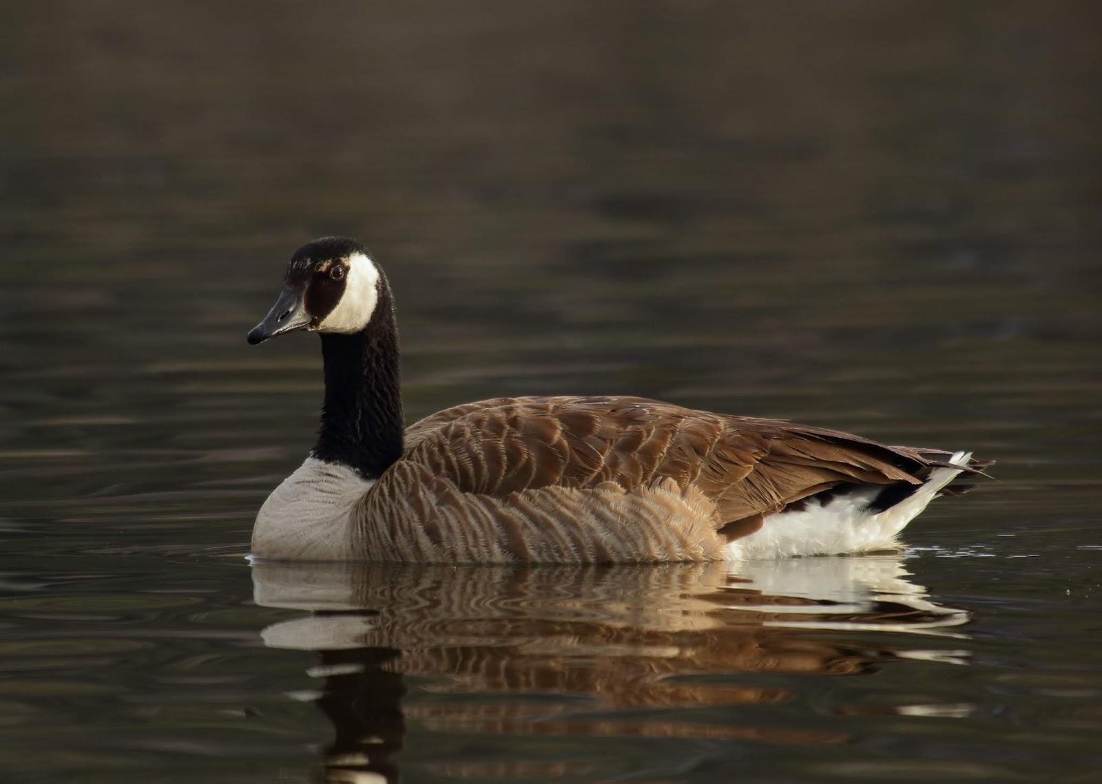 Canada Goose at Lake Cuyamaca - Greg in San Diego