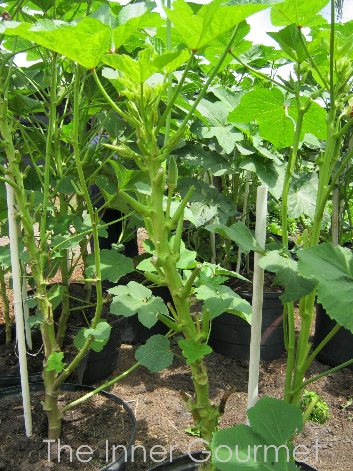 My Ultimate Love: Fried Okra - Alica's Pepperpot