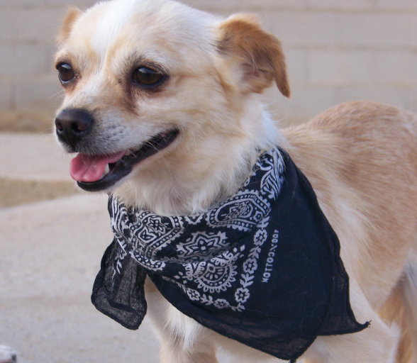 NOTICIAS DESDE LA PERRERA