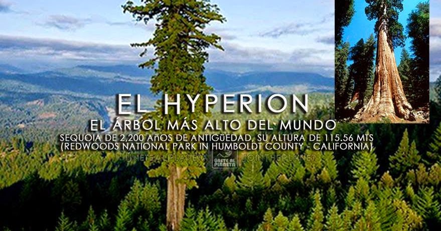 MUNDO: EL HYPERION, EL ÁRBOL MÁS ALTO DEL MUNDO ...