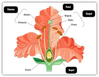 Struktur atau Bagian Bunga - Education Articles